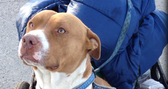 MAX & SHADOW UPDATE – Buddy Nation